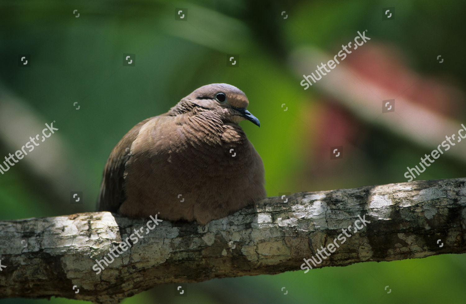 Ruddy Grounddove Columbina Talpacoti Sitting On Editorial Stock Photo ...