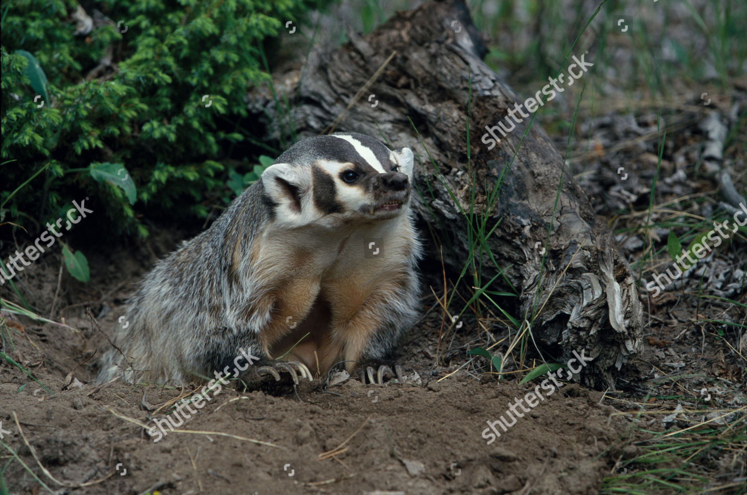 American Badger Taxidea Taxus Male Looking Editorial Stock Photo ...