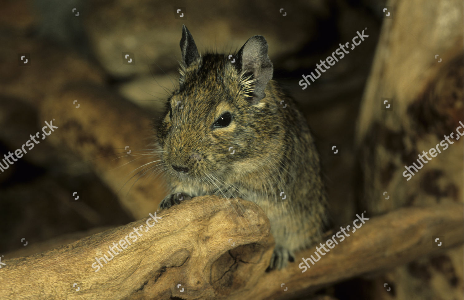 Degu Octodon Degus Adult Editorial Stock Photo - Stock Image | Shutterstock
