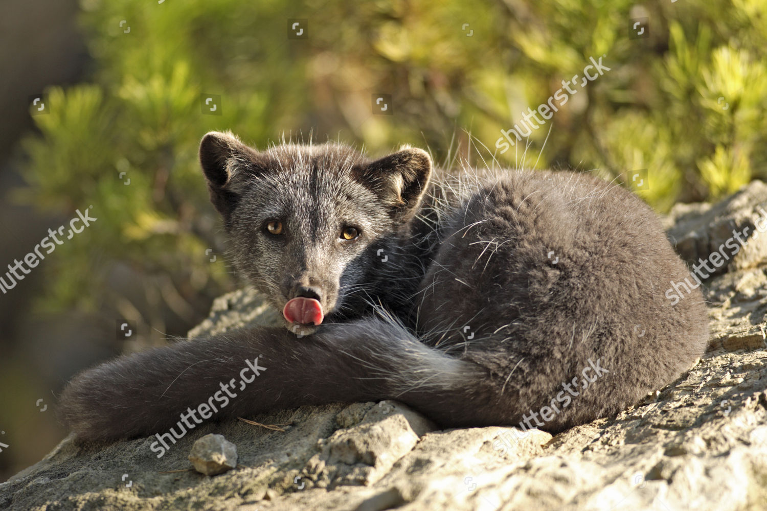 Arctic Fox Alopex Lagopus Subadult Summer Editorial Stock Photo - Stock ...
