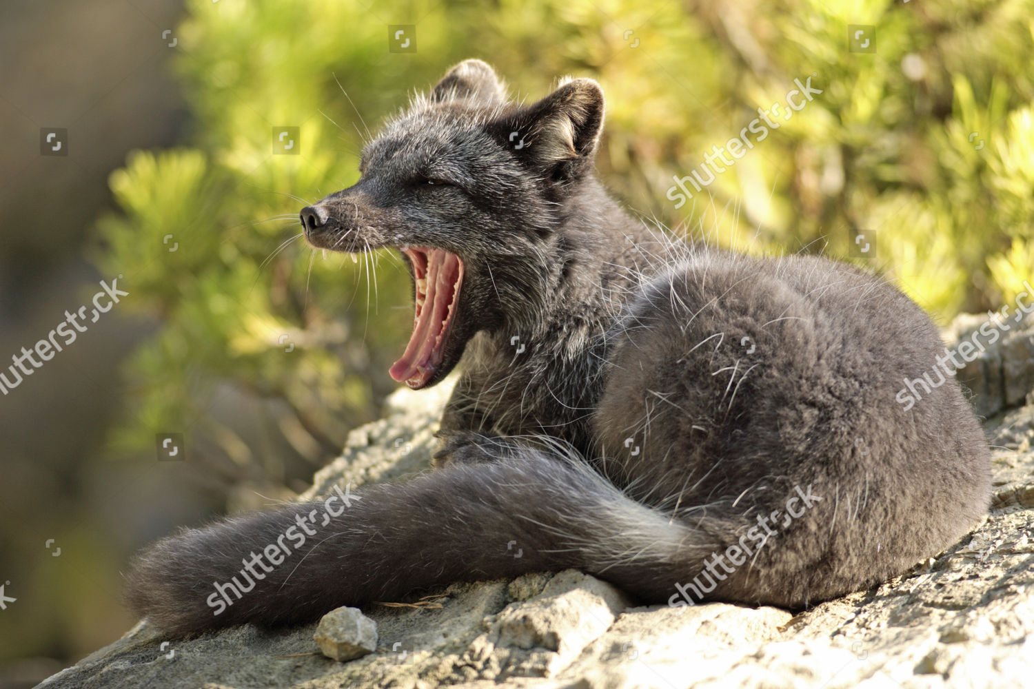 Arctic Fox Alopex Lagopus Subadult Summer Editorial Stock Photo - Stock ...