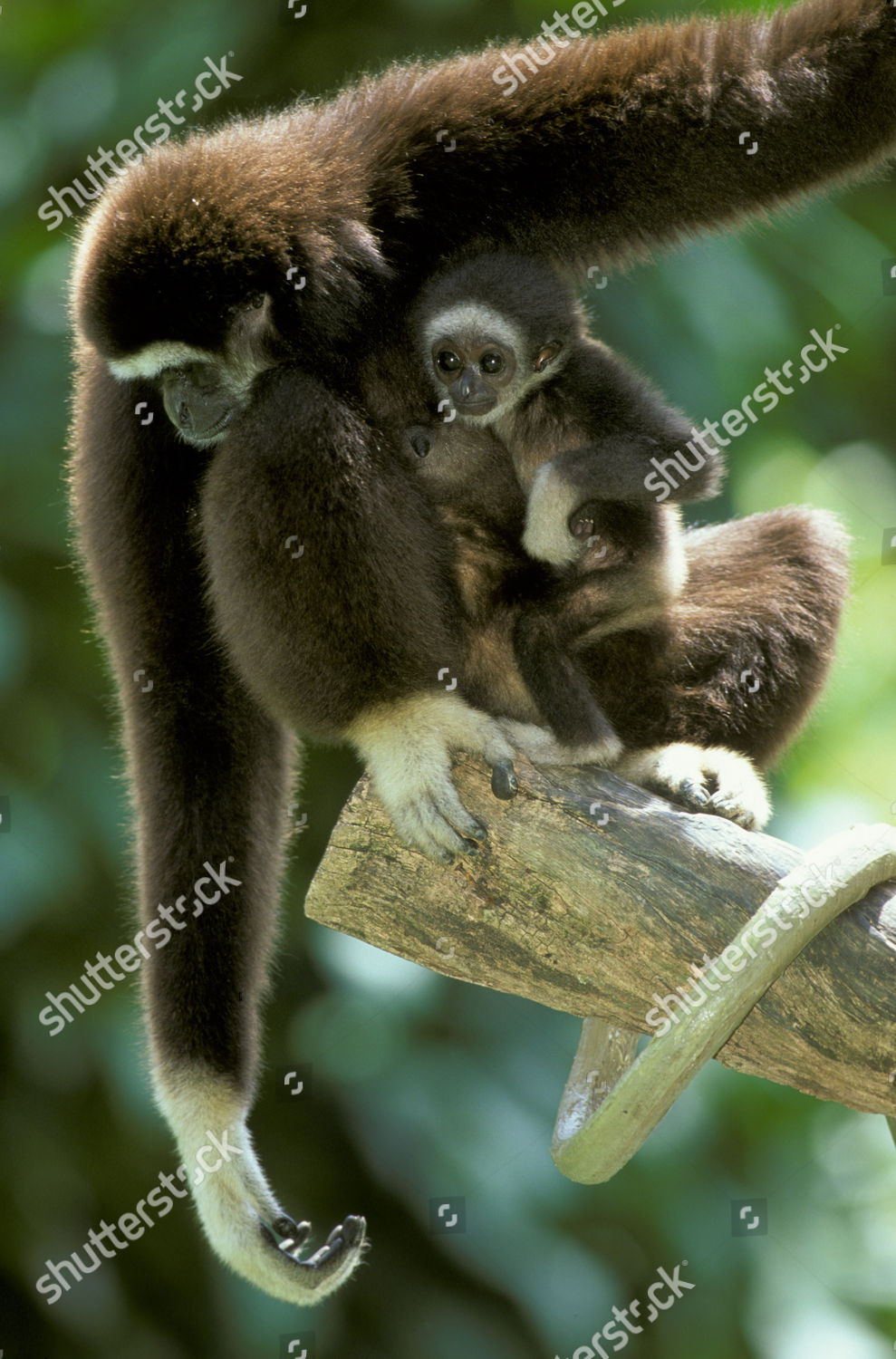 Common Gibbon Hylobates Lar Sitting On Editorial Stock Photo - Stock ...
