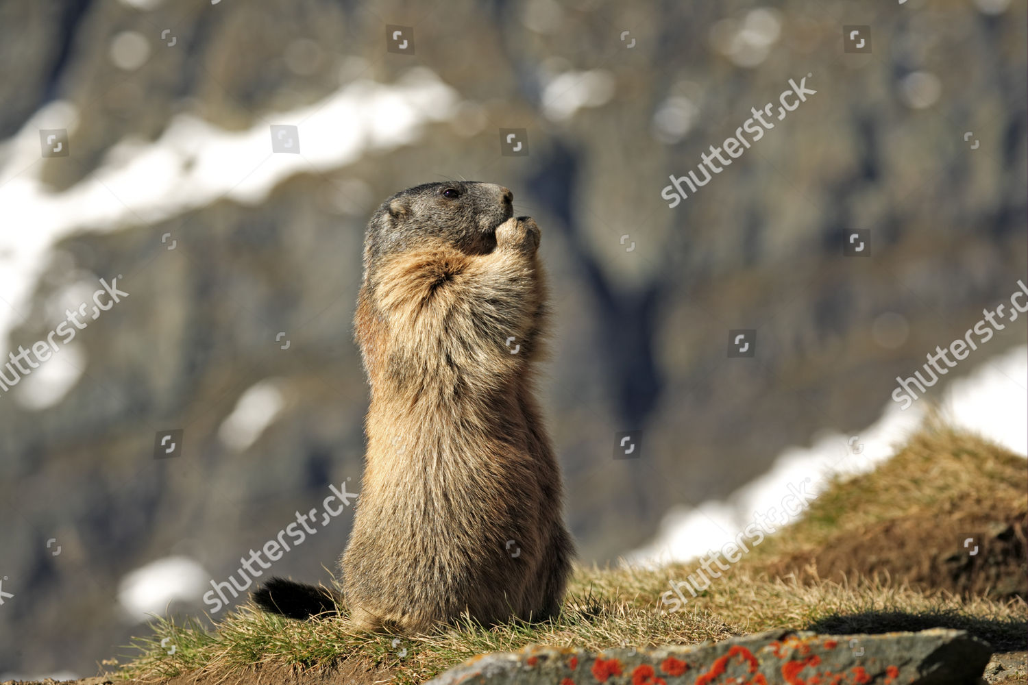 Alpine Marmot Marmota Marmota Adult Feeding Editorial Stock Photo ...