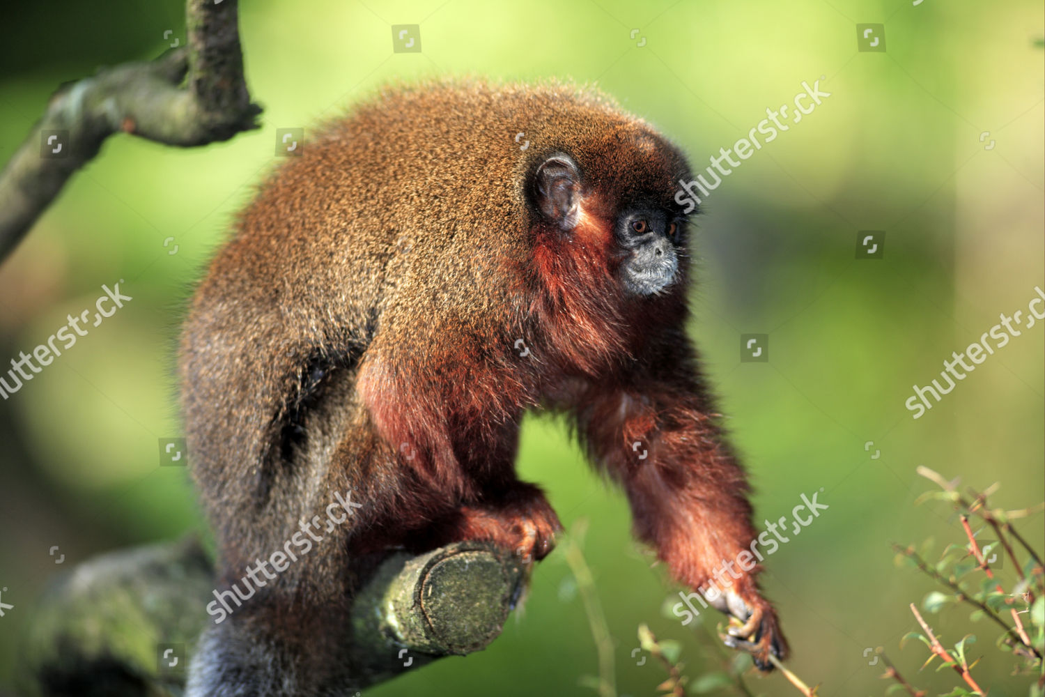 Dusky Titi Monkey Callicebus Moloch Adult Editorial Stock Photo - Stock ...