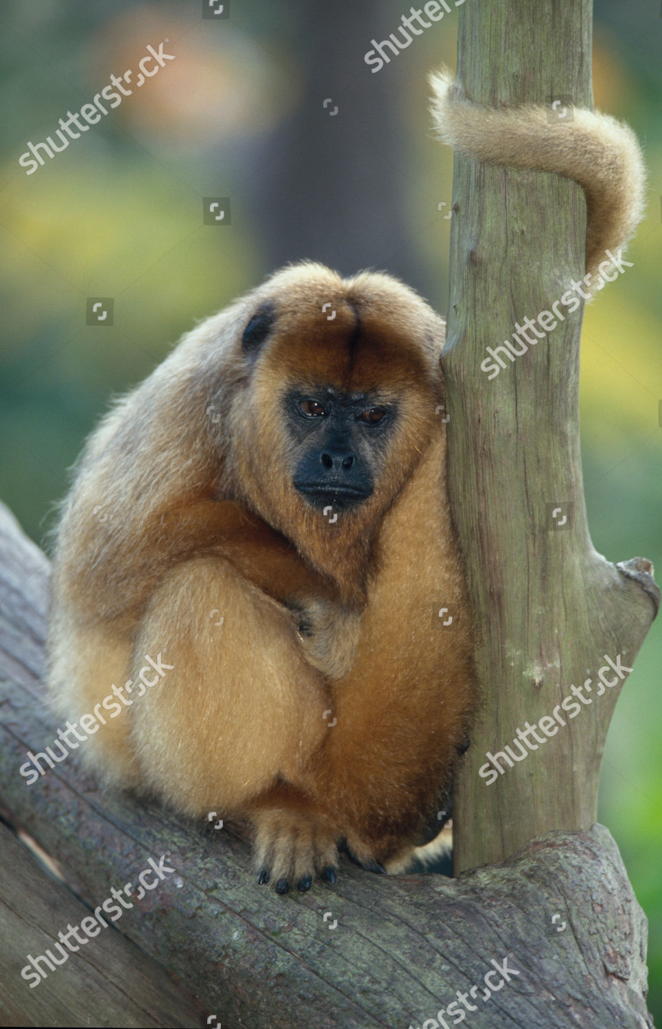 Black Howler Monkey Alouatta Caraya Female Editorial Stock Photo ...
