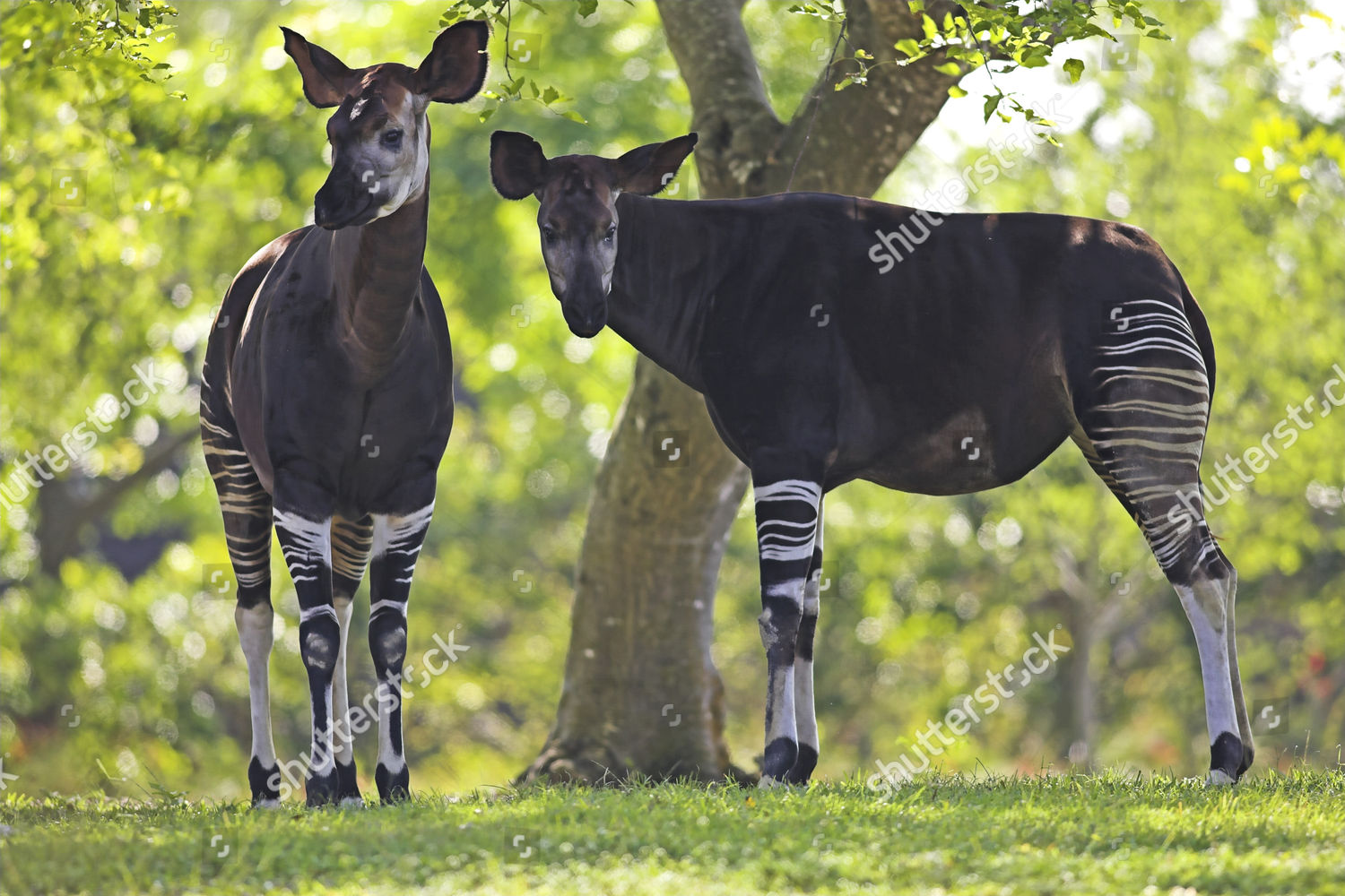 Okapi Okapia Johnstoni Adult Pair Editorial Stock Photo - Stock Image ...