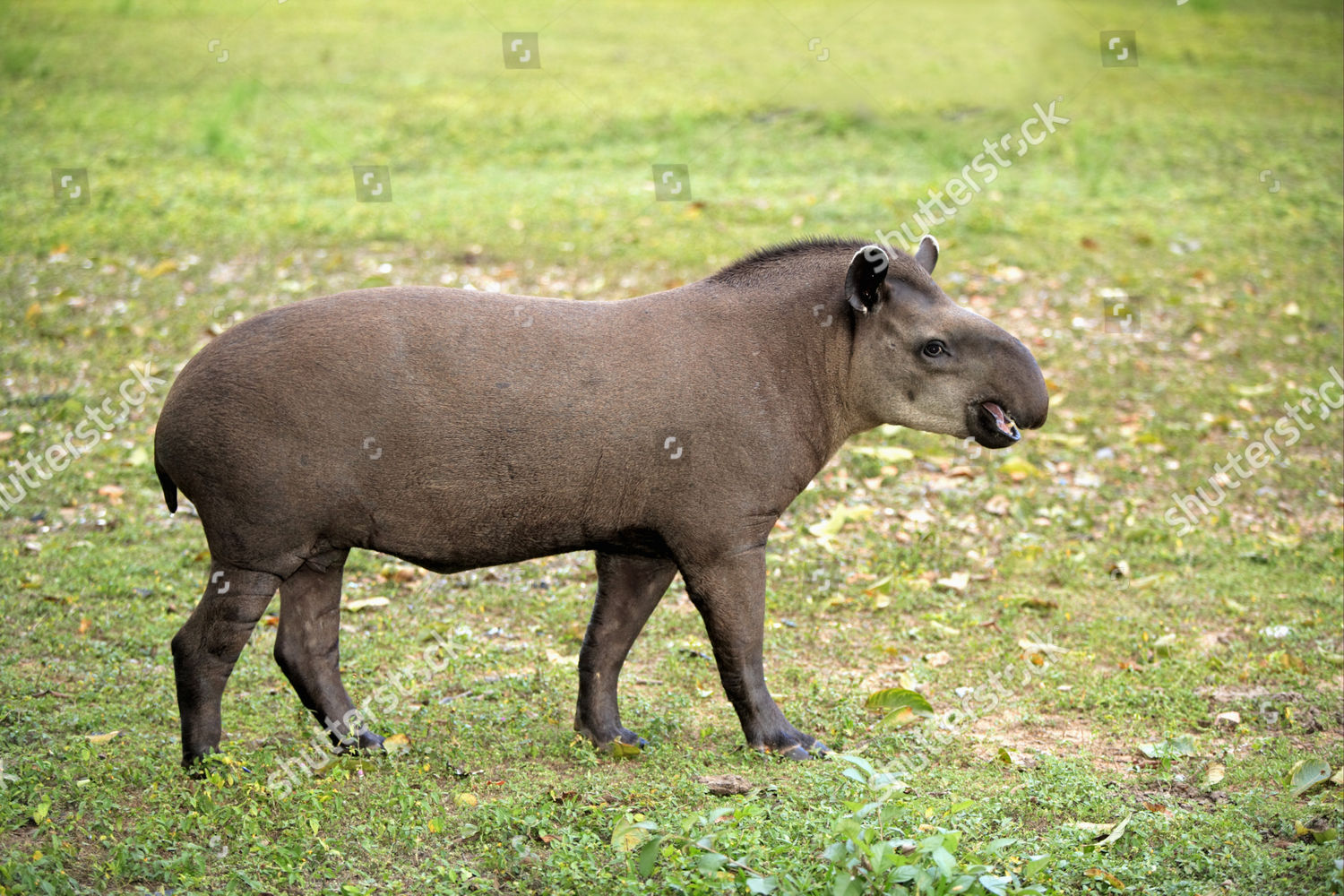 Brazilian Tapir Tapirus Terrestris Adult Feeding Editorial Stock Photo ...