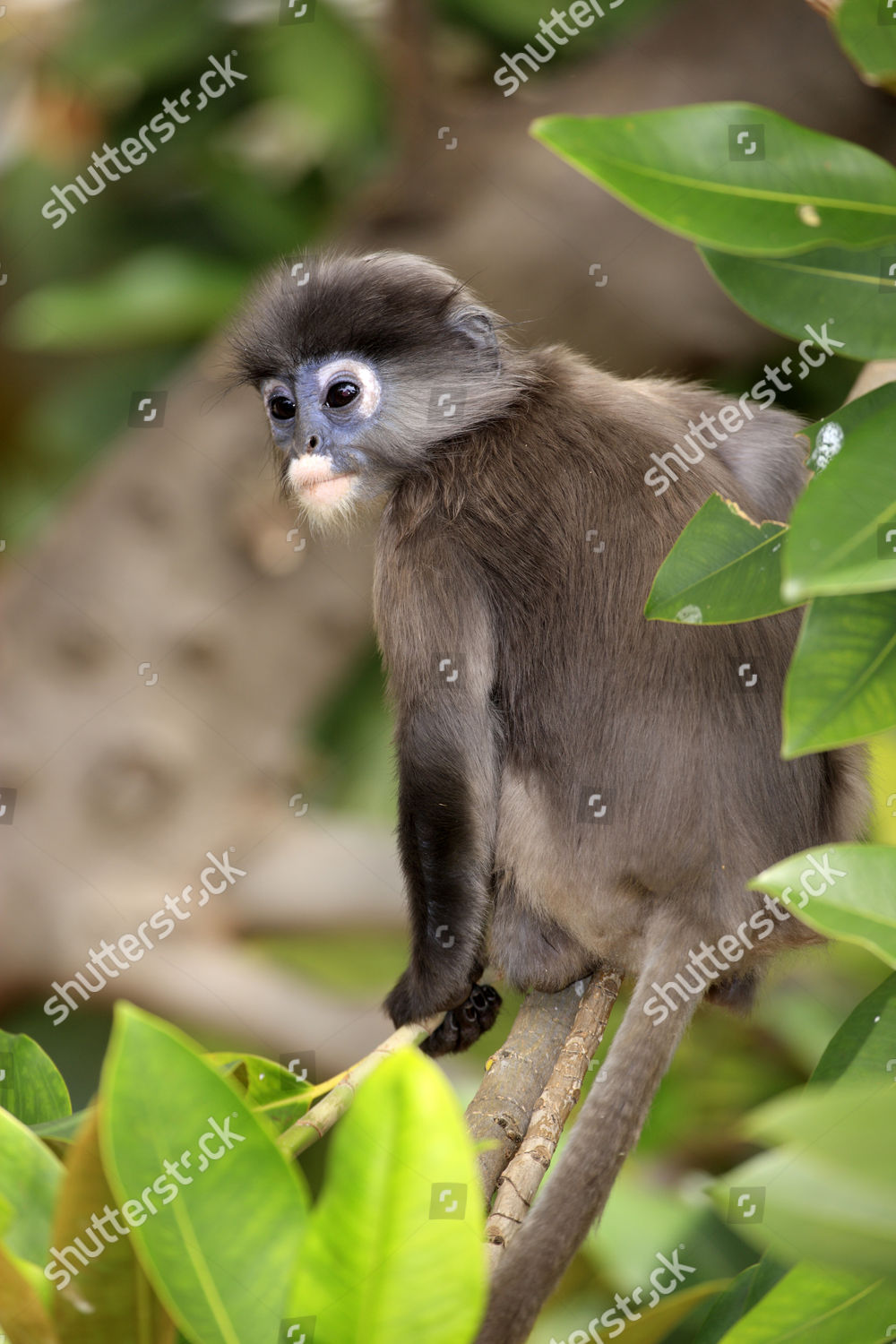 Dusky Leaf Monkey Trachypithecus Obscurus Immature Editorial Stock ...