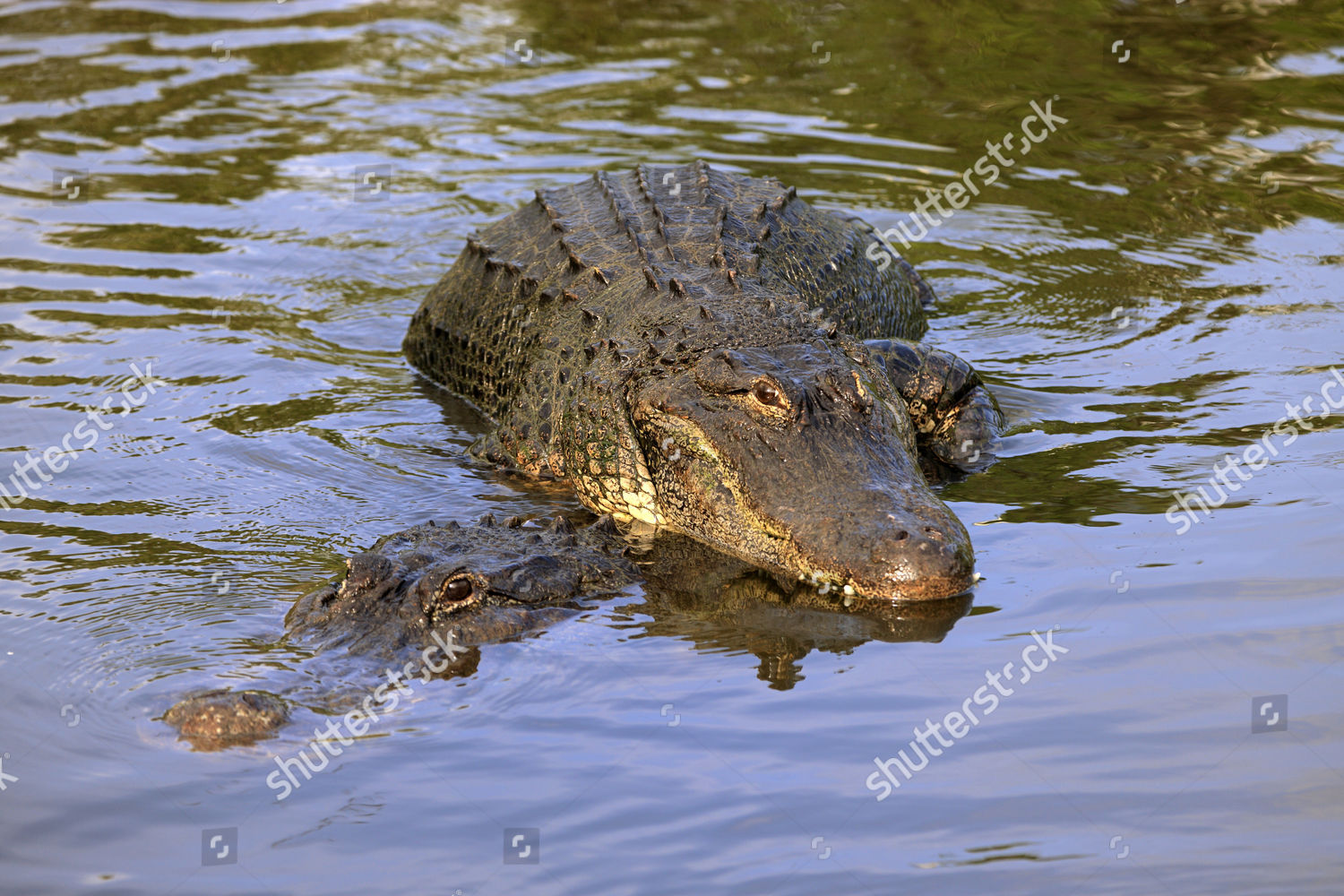 American Alligator Alligator Mississipiensis Adult Pair Editorial Stock ...