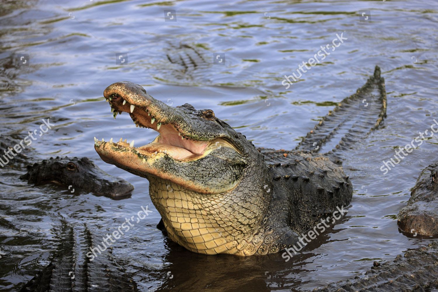 American Alligator Alligator Mississipiensis Adult Feeding Editorial ...