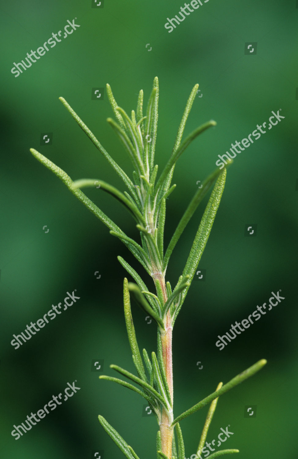 Rosemary Rosmarinus Officinalis Closeup Leaves Editorial Stock Photo ...