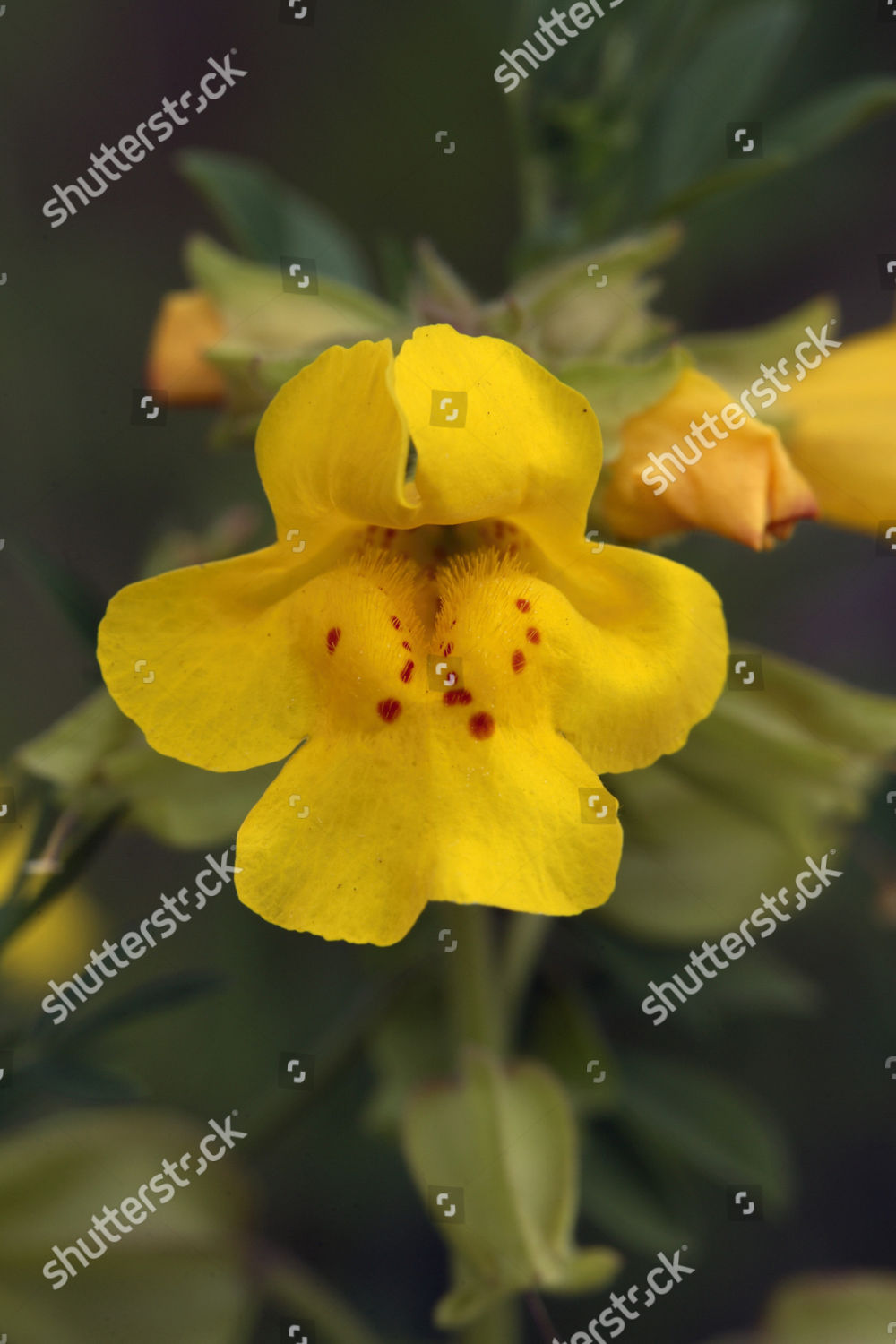 Allegheny Monkey Flower Mimulus Ringens Flowering Editorial Stock Photo ...