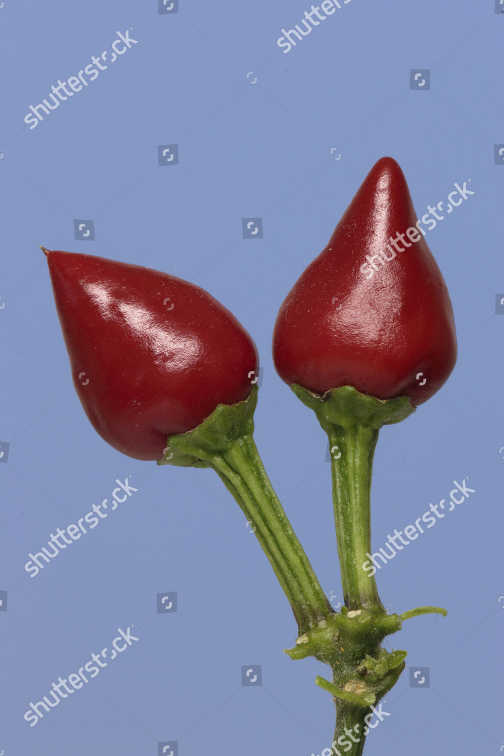 Sweet Pepper Capsicum Annuum Fruits Editorial Stock Photo - Stock Image ...