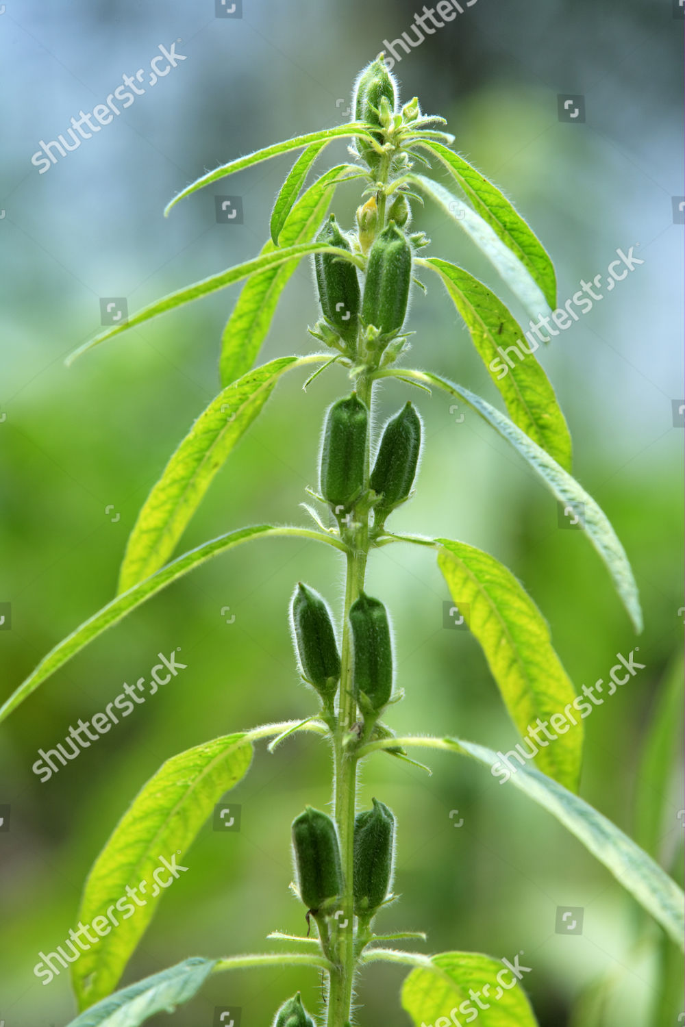 Sesame Sesamum Indicum Leaves Fruit Singapore Editorial Stock Photo ...