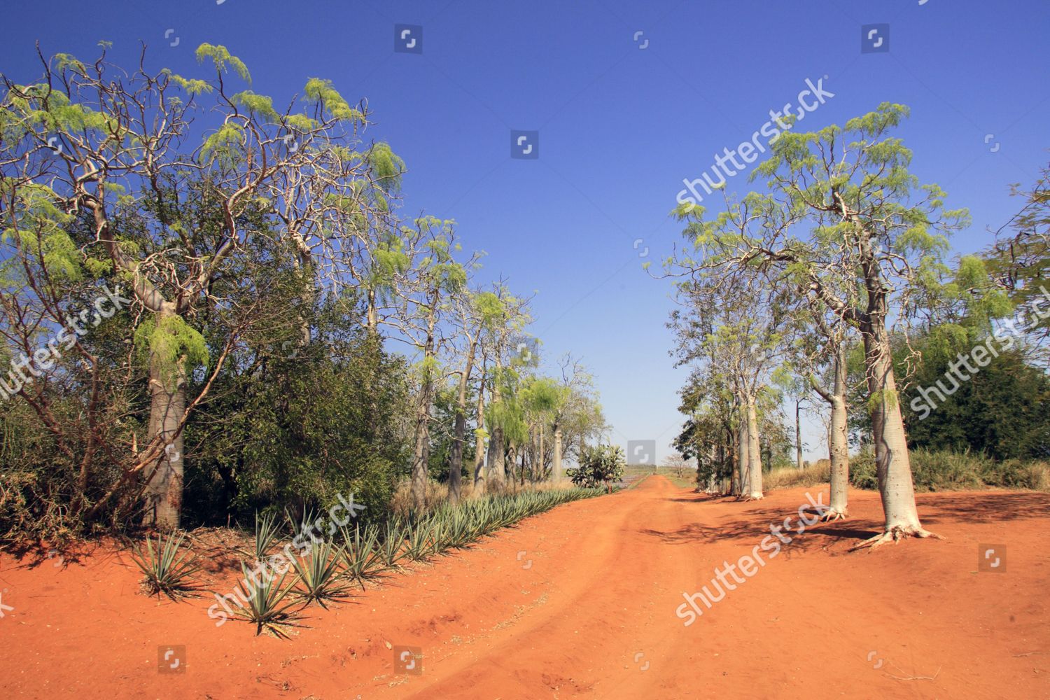 Moringa Tree Moringa Ovalifolia Dry Landscape Editorial Stock Photo ...