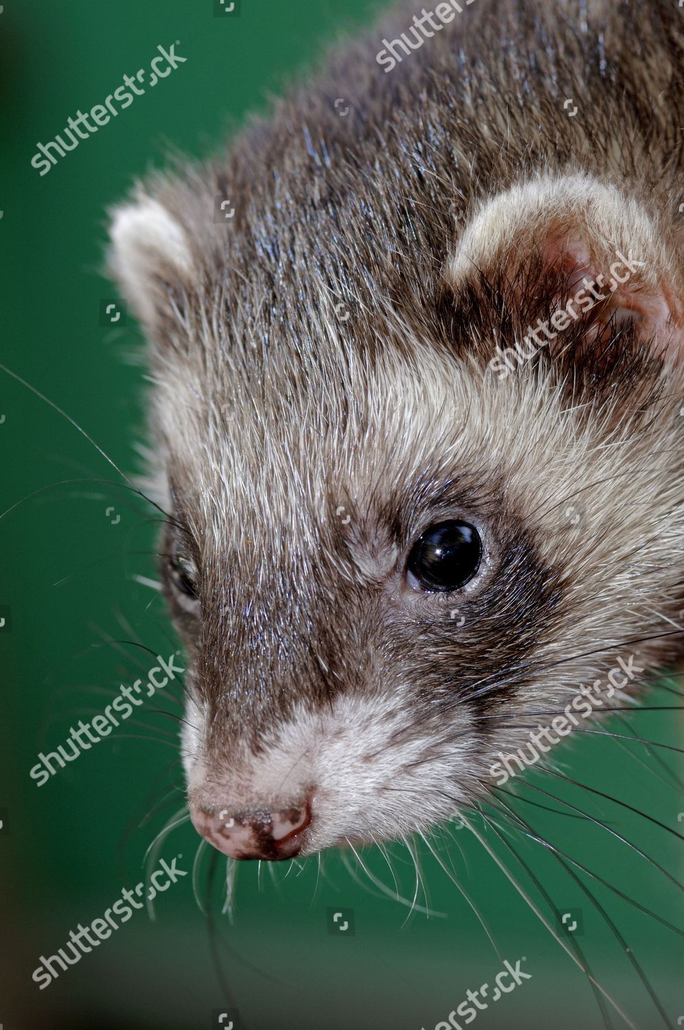 Domestic Ferret Mustela Furo Adult Portrait Editorial Stock Photo ...
