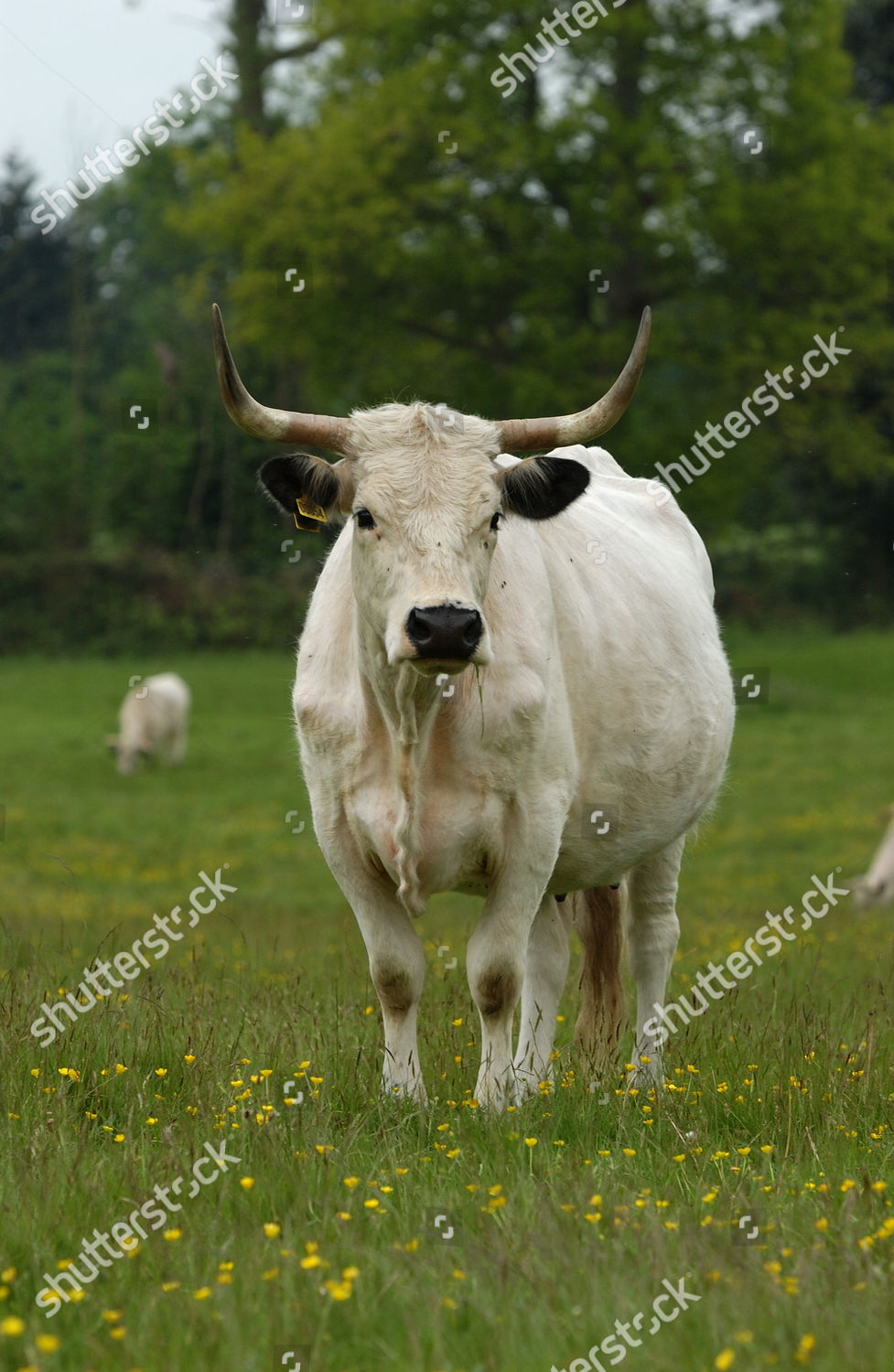 White Park Cattle Cow Standing Berkshire Editorial Stock Photo - Stock ...
