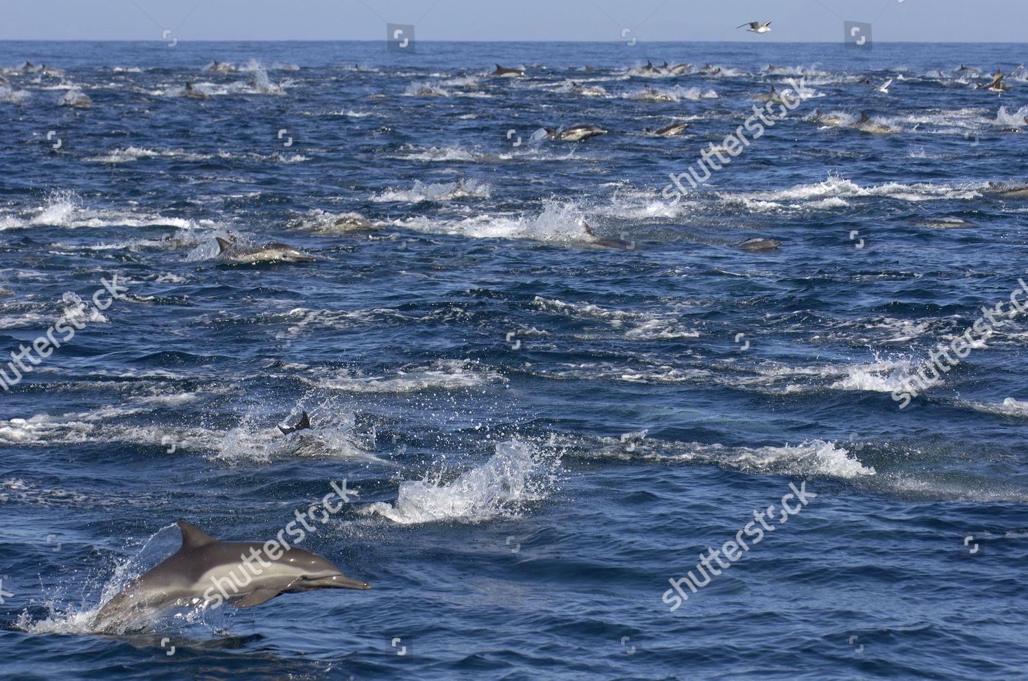 Longbeaked Common Dolphin Delphinus Capensis Large Editorial Stock ...