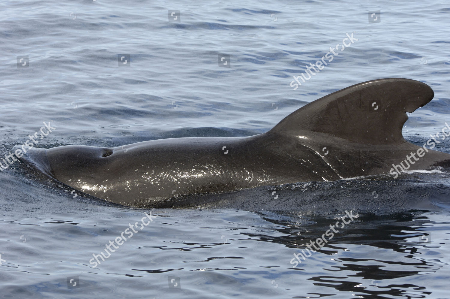 Shortfinned Pilot Whale Globicephala Macrorhynchus Adult Editorial ...