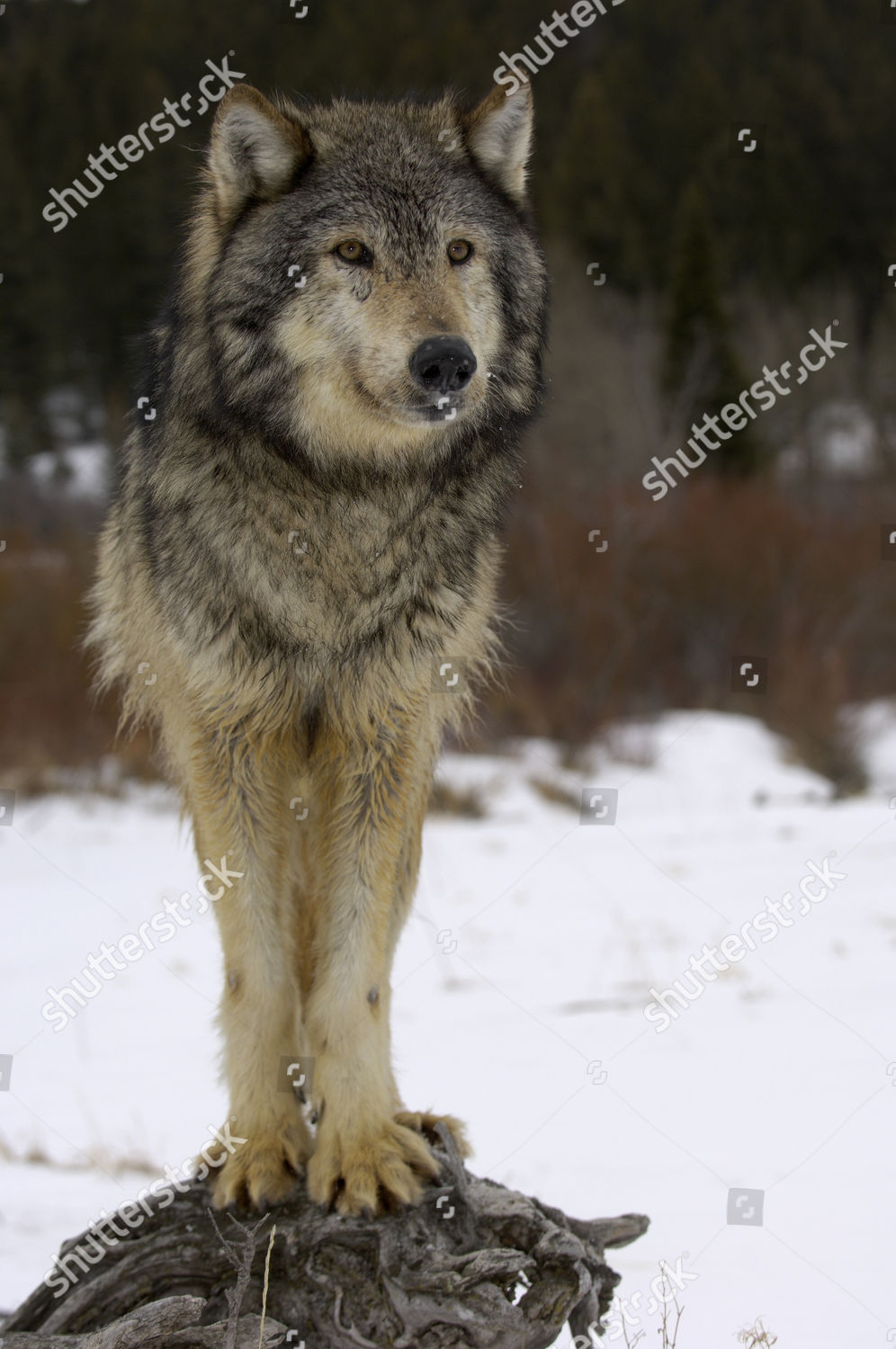 Timber Wolf Canis Lupus Lycaon Adult Editorial Stock Photo - Stock ...