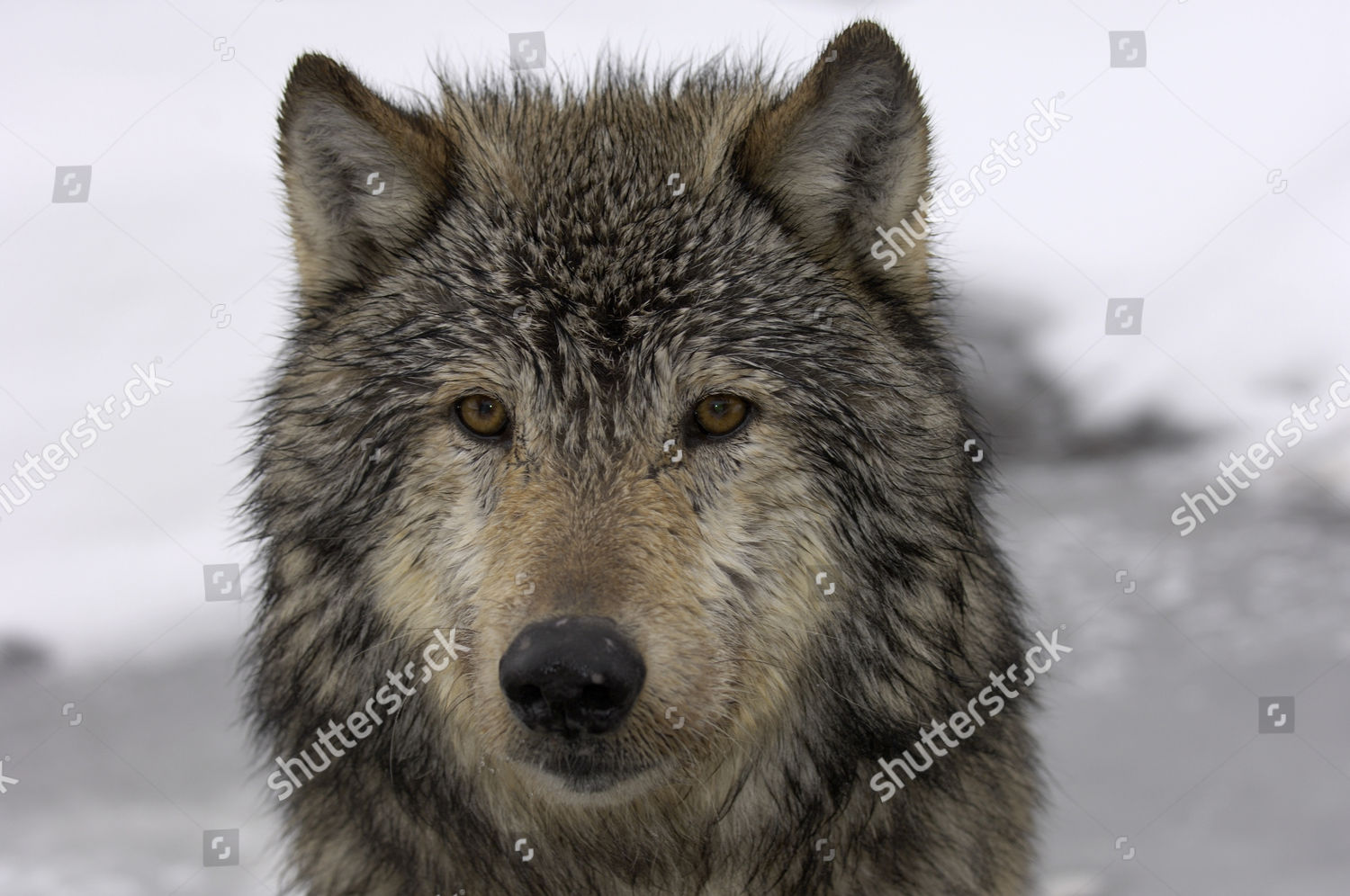 Timber Wolf Canis Lupus Lycaon Adult Editorial Stock Photo - Stock ...