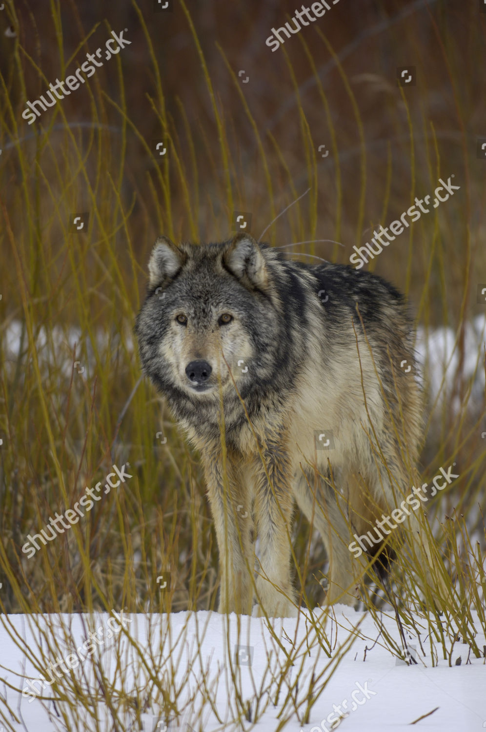 Timber Wolf Canis Lupus Lycaon Adult Editorial Stock Photo - Stock ...