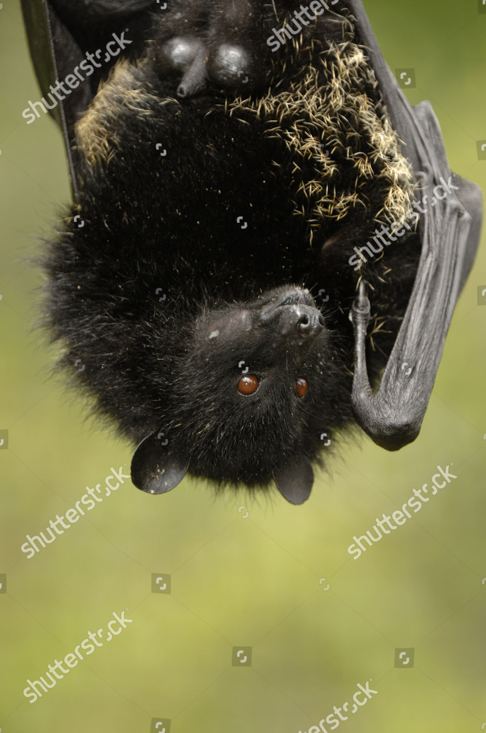 Livingstones Fruit Bat Pteropus Livingstonii Adult Editorial Stock ...
