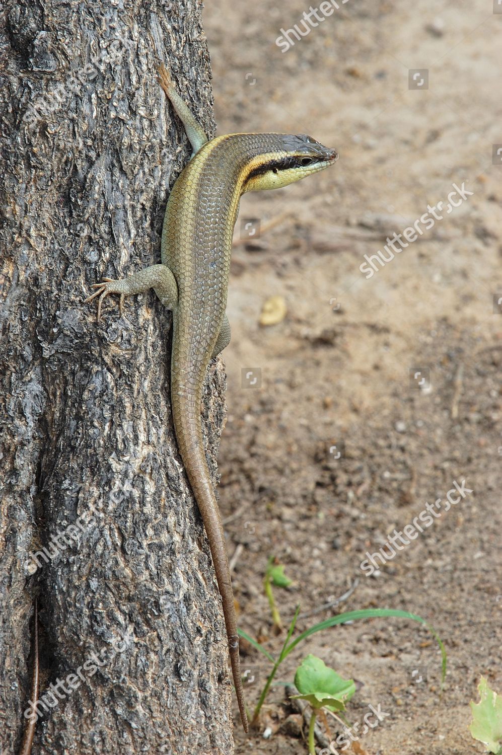 Ovambo Tree Skink Mabuya Binotata Adult Editorial Stock Photo - Stock ...