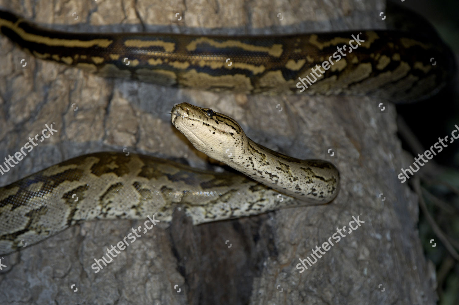 Southern African Rock Python Python Natalensis Editorial Stock Photo ...