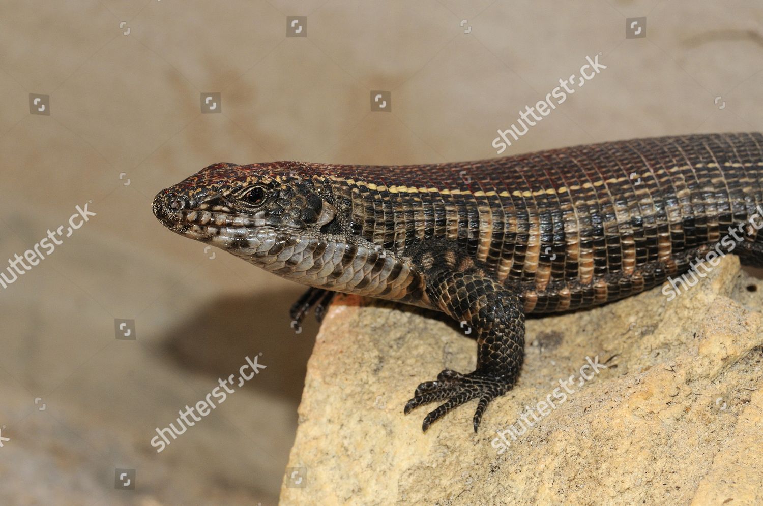 Karstens Zonosaur Karstens Plated Lizard Zonosaurus Editorial Stock ...