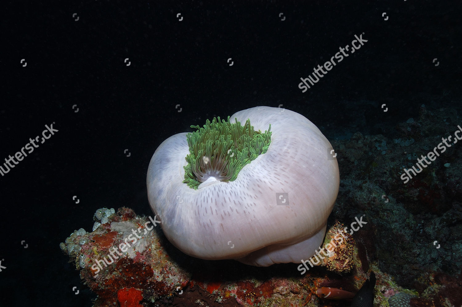 Giant Anenome Heteractis Sp Maldives Indian Editorial Stock Photo ...