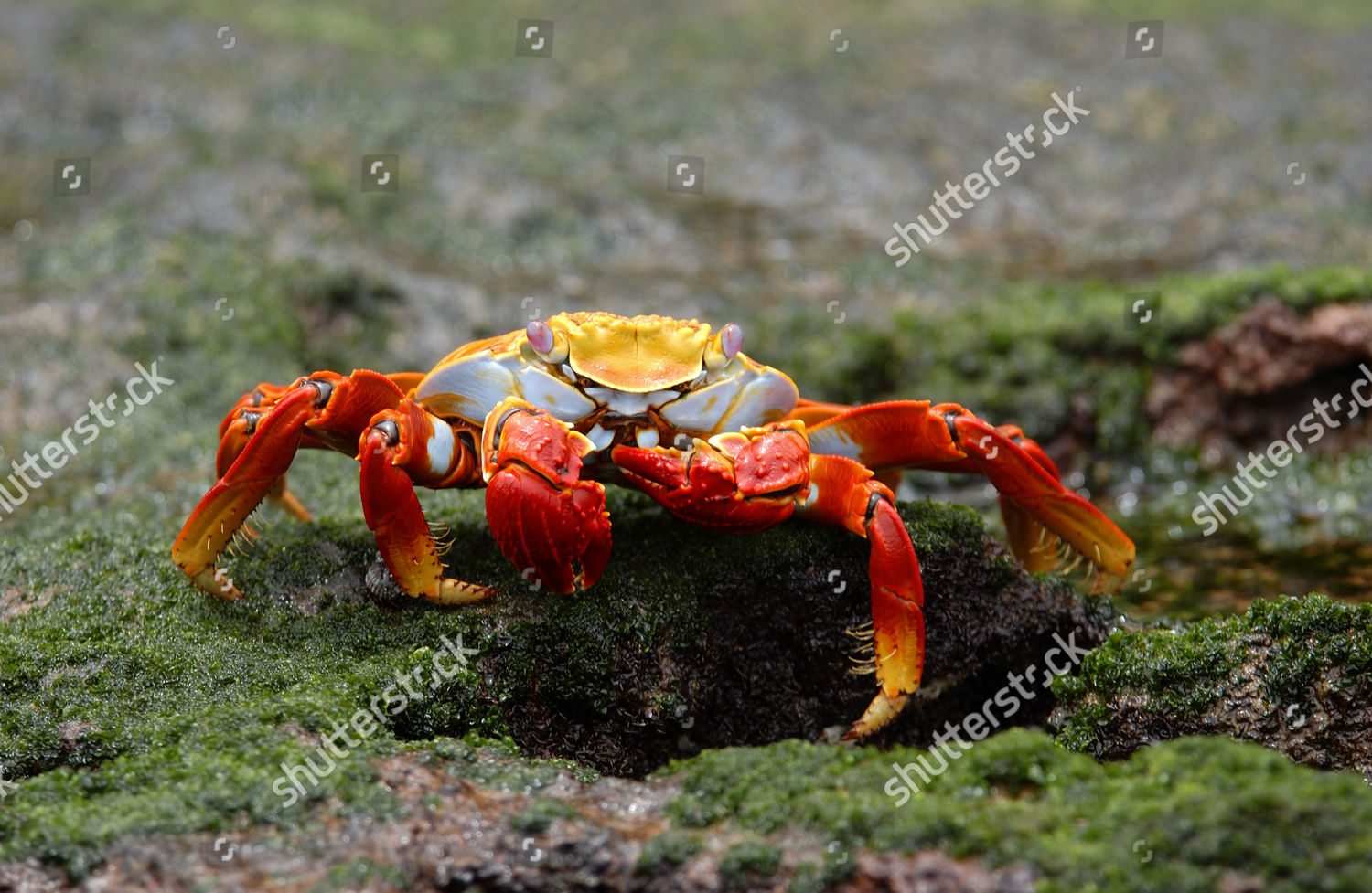 Sally Lightfoot Crab Grapsus Grapsus Eating Editorial Stock Photo ...