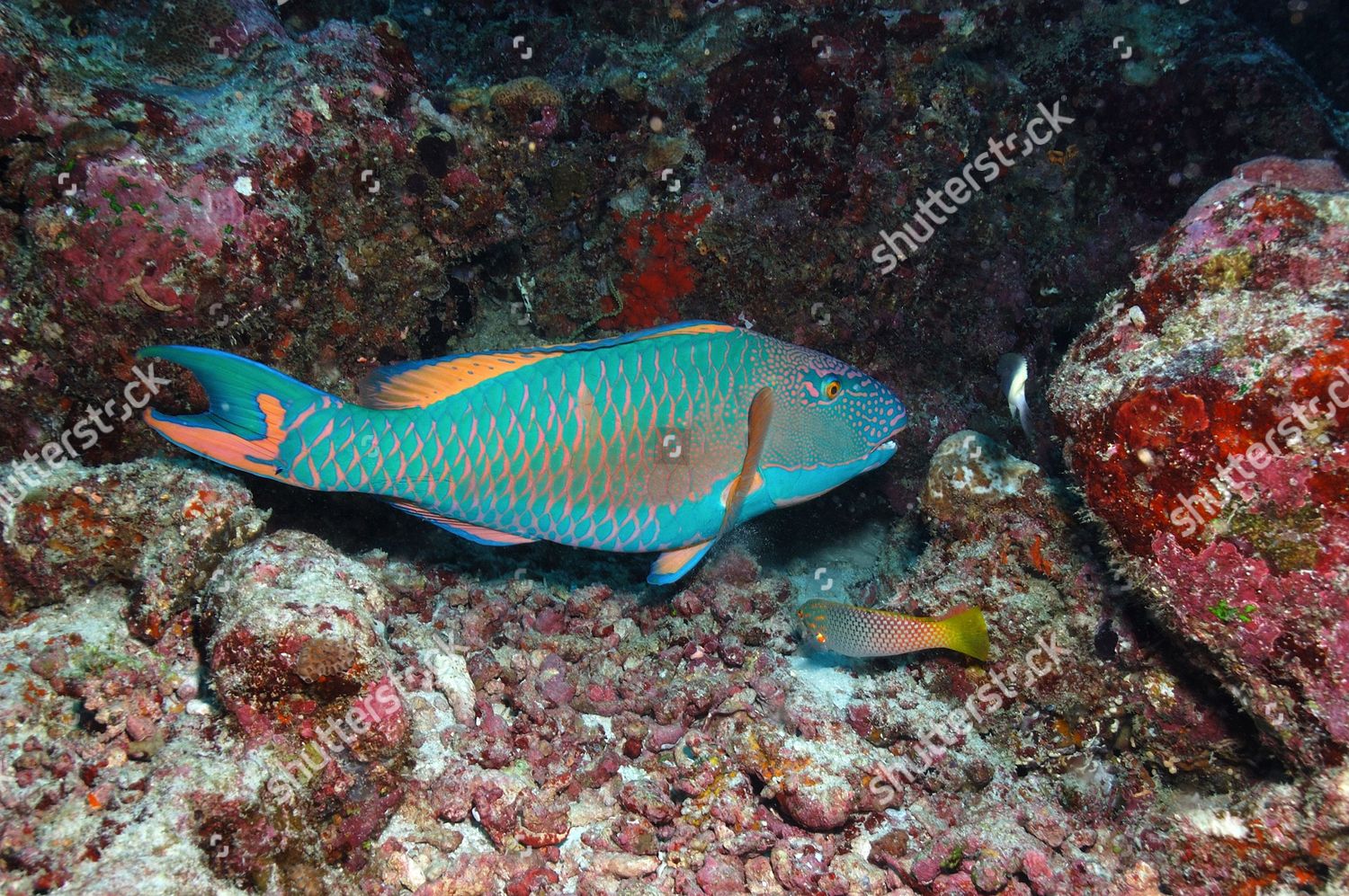 Parrotfish Scaridae Sp Coral Reef Maldives Editorial Stock Photo ...
