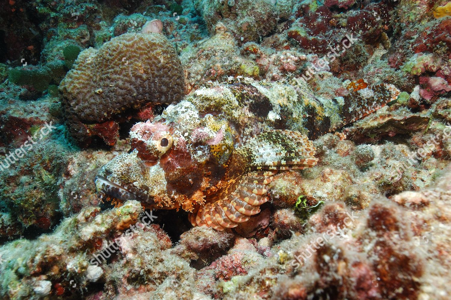 Tassled Scorpionfish Scorpaenopsis Oxycephala Camouflaged On Editorial ...