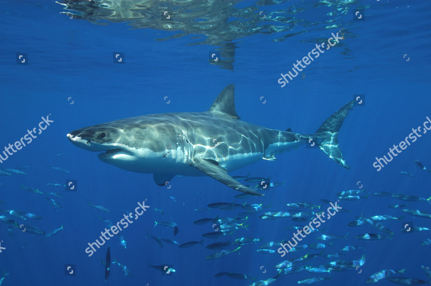Great White Shark Carcharodon Charcharias Swimming Editorial Stock ...