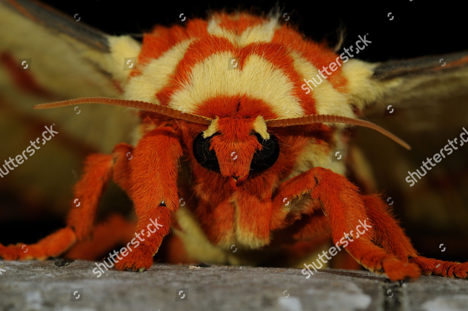 Regal Moth Citheronia Regalis Adult Closeup Editorial Stock Photo ...