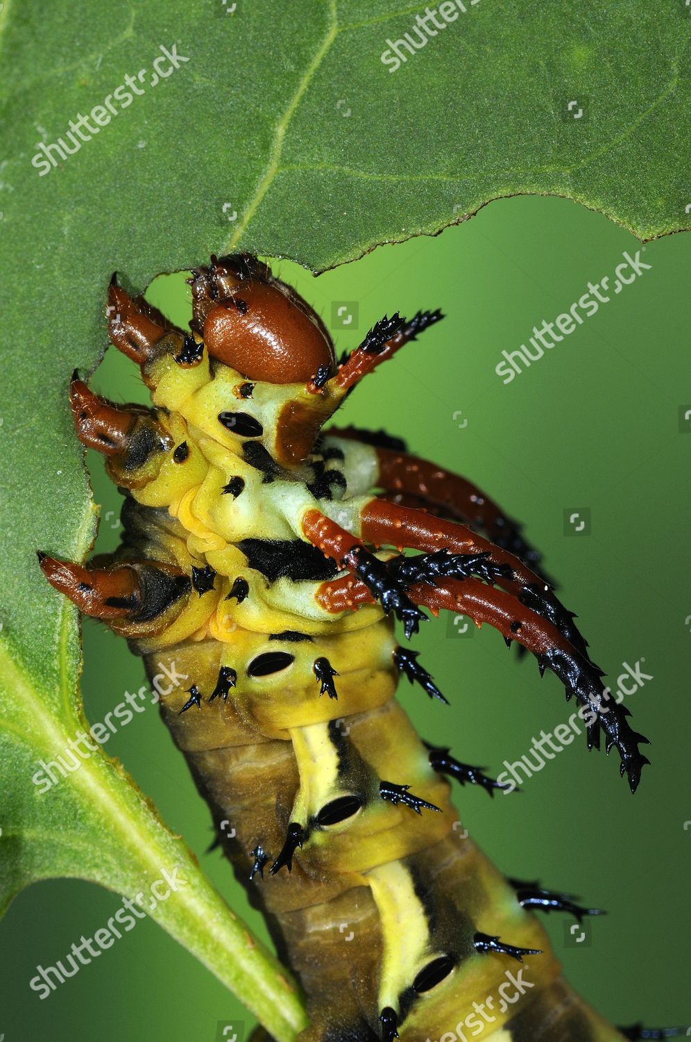 Regal Moth Citheronia Regalis Hickory Horned Editorial Stock Photo ...