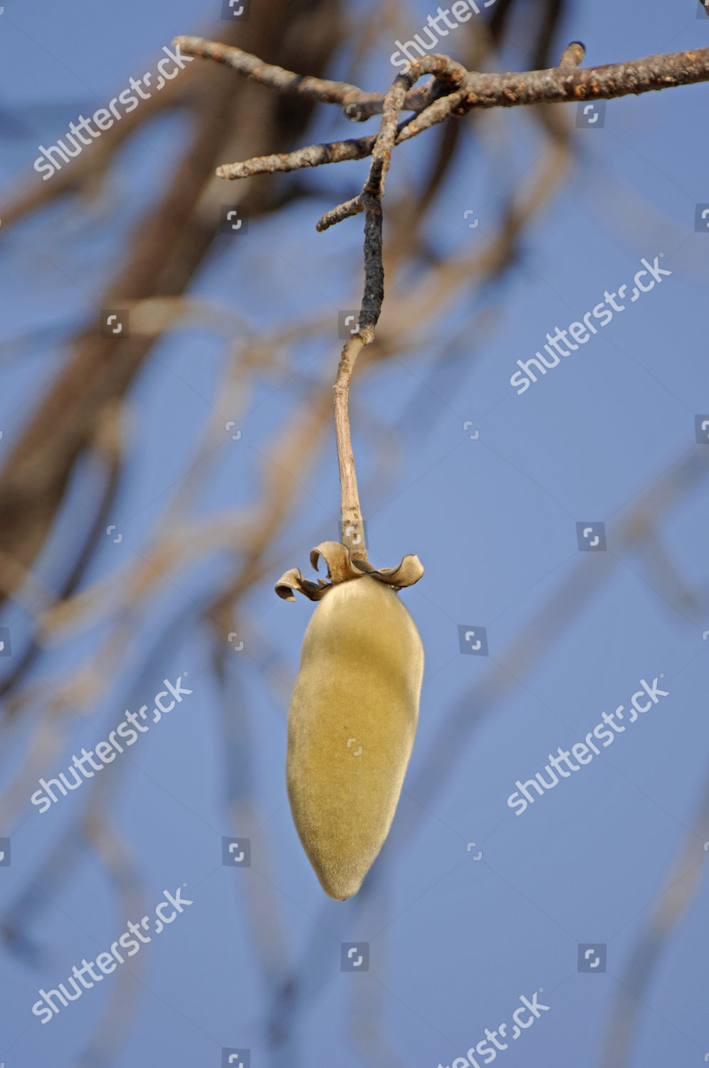 Baobab Adansonia Sp Seed Pod Botswana Editorial Stock Photo - Stock ...