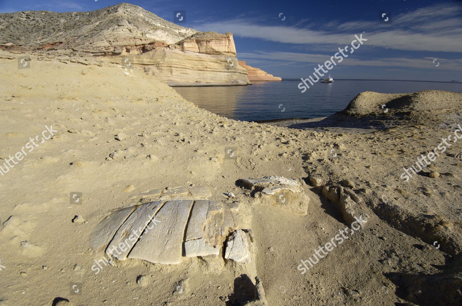 Fossilised Turtle Shell Exposed Sand Beach Editorial Stock Photo ...