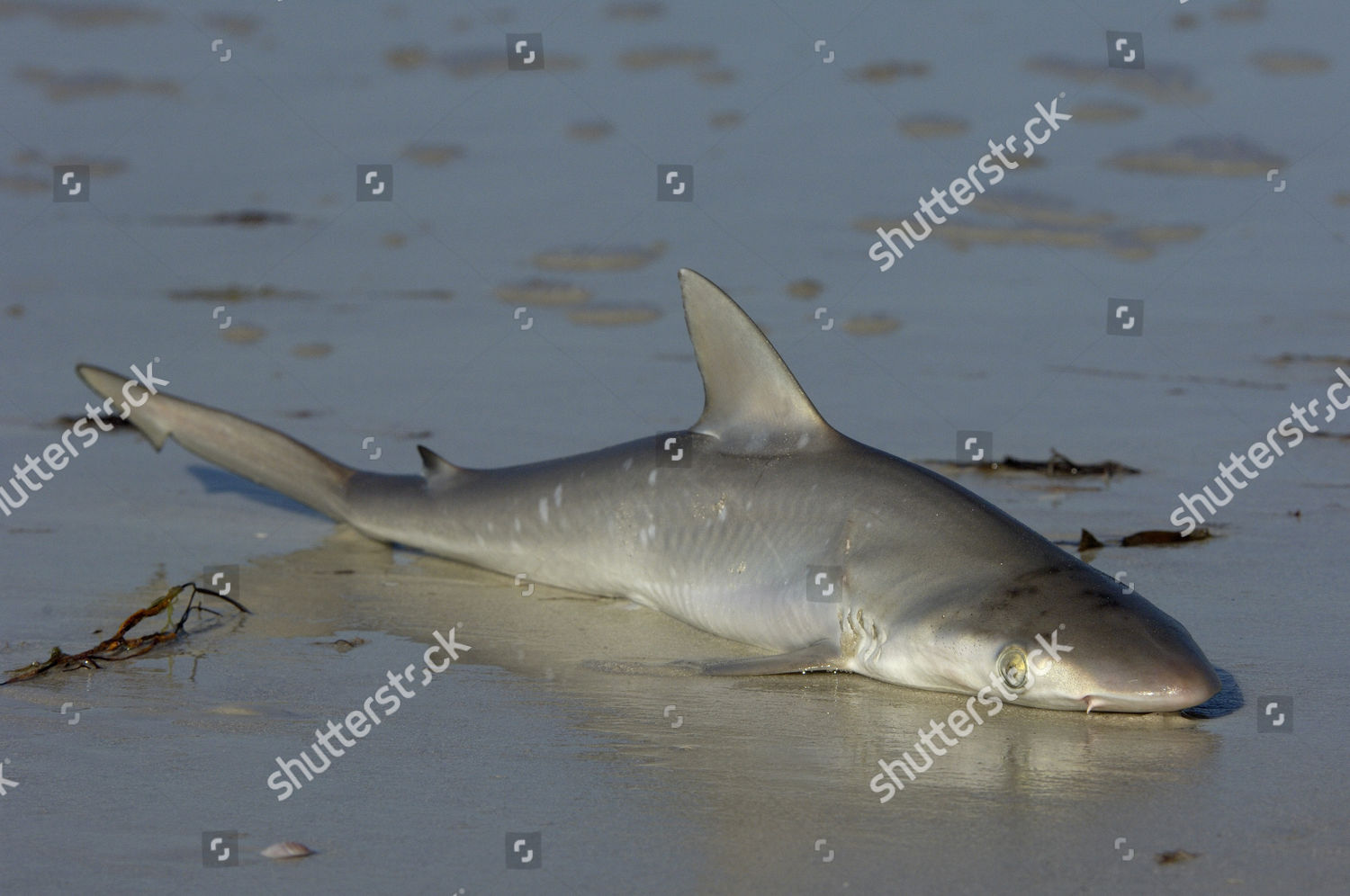 Dead Shark Washed On Beach Florida Editorial Stock Photo - Stock Image ...