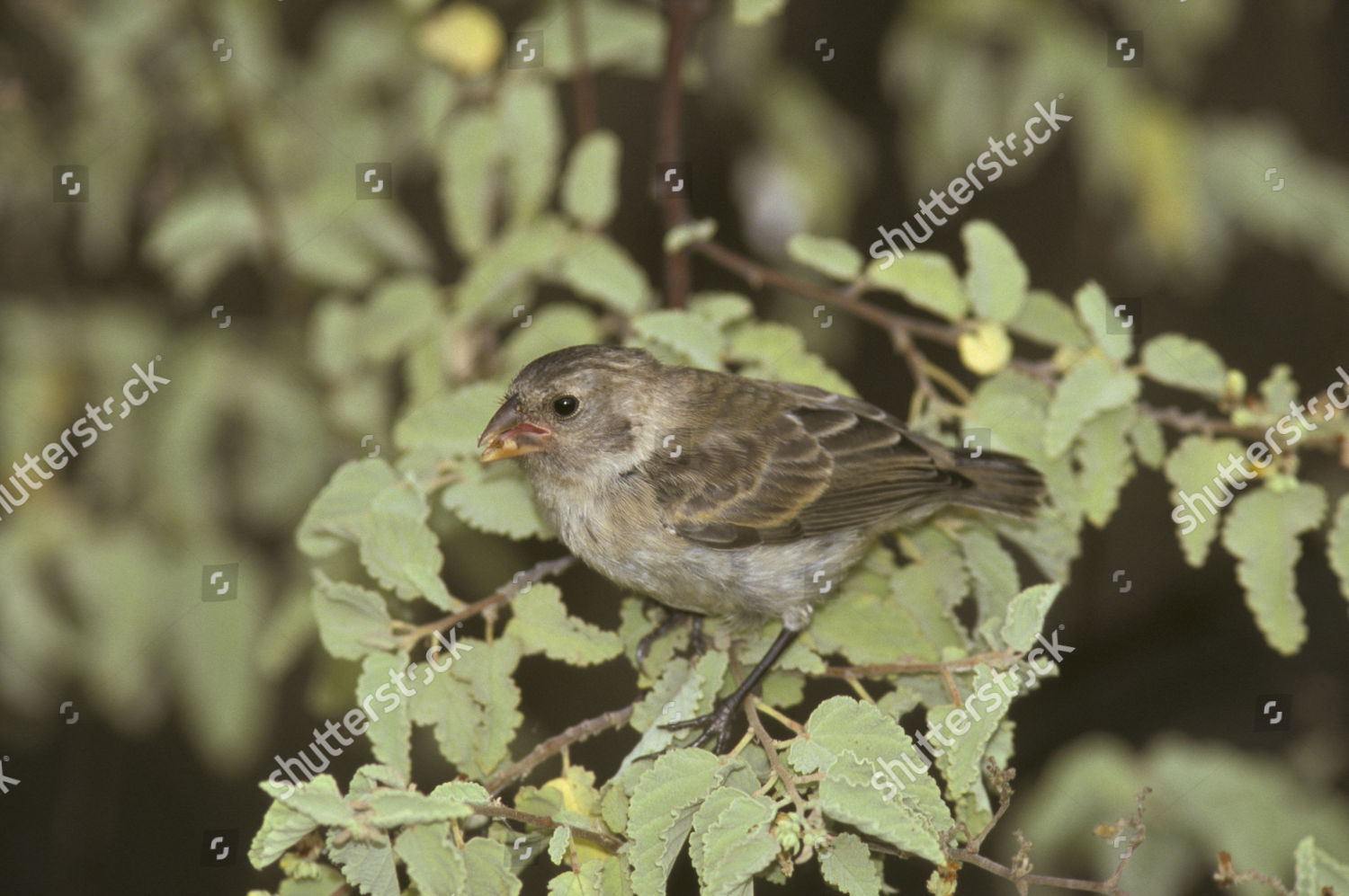 Small Tree Finch Camarhynchus Parvulus Female Editorial Stock Photo ...