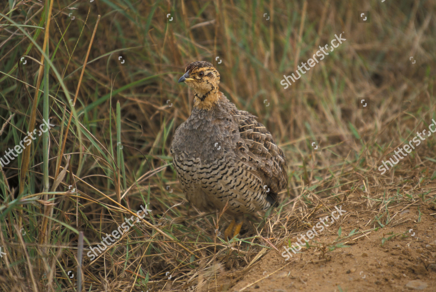 Coqui Francolin Francolinus Coqui Female Kenya Editorial Stock Photo ...
