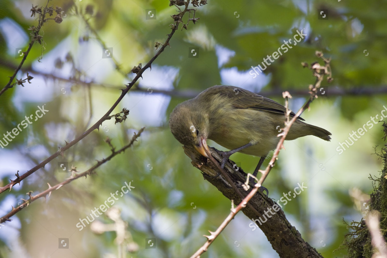 Woodpecker Finch Camarhynchus Pallidus Using Stick Editorial Stock ...