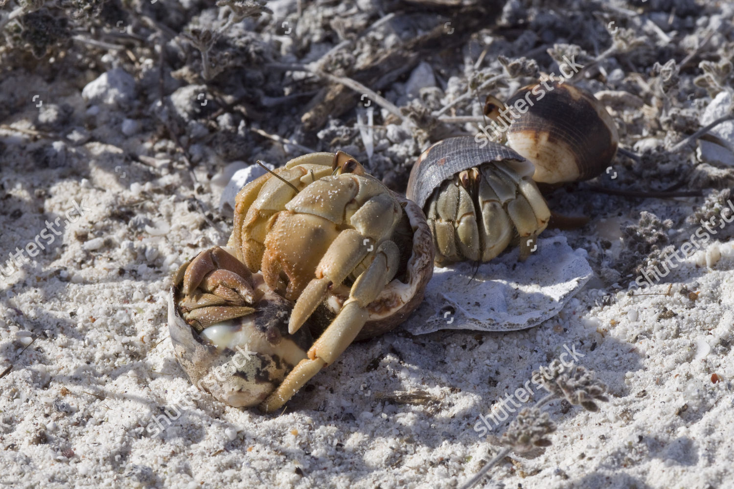 Semiterrestrial Hermit Crabs Paguroidea Galapagos Islands Editorial ...