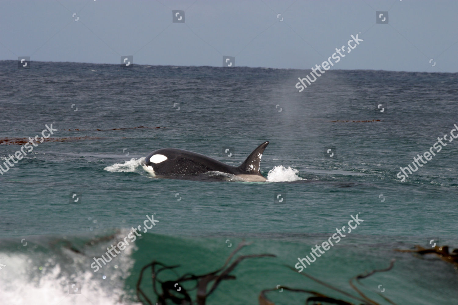 Killer Whale Orcinus Orca Breaking Water Editorial Stock Photo - Stock ...