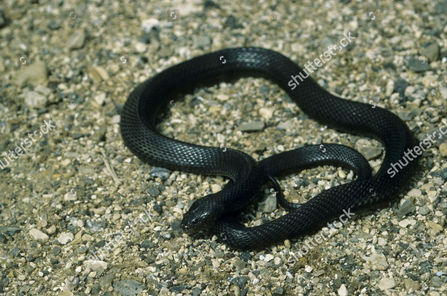 Desert Cobra Walterinnesia Aegyptia Editorial Stock Photo - Stock Image ...