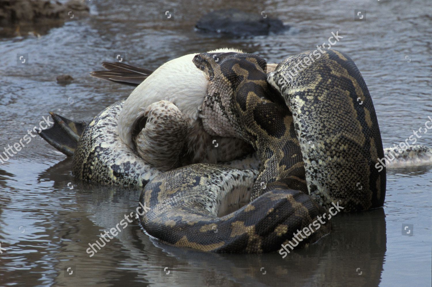 African Rock Python Python Sebae Swallowing Editorial Stock Photo ...