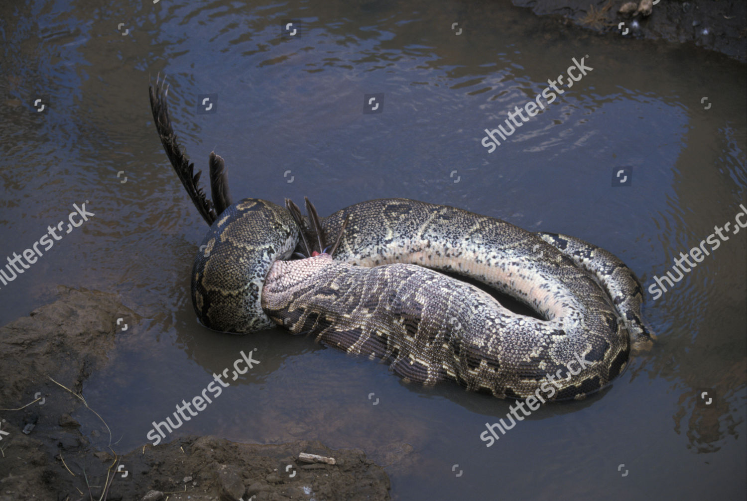 African Rock Python Python Sebae Swallowing Editorial Stock Photo ...