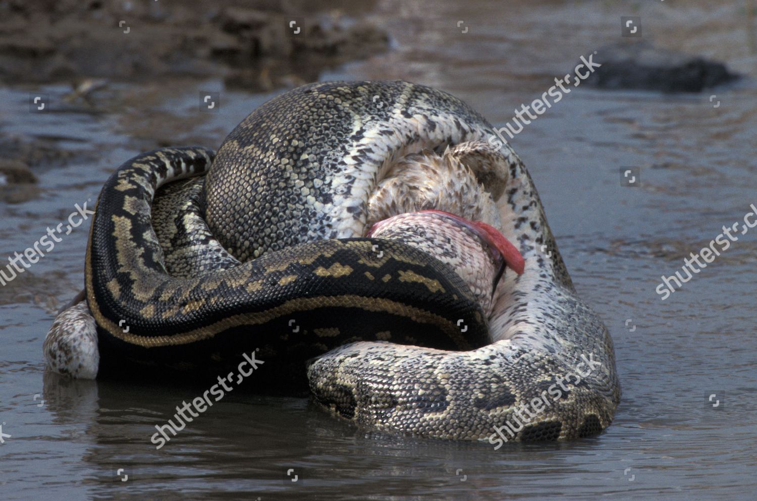 African Rock Python Python Sebae Constricting Editorial Stock Photo ...