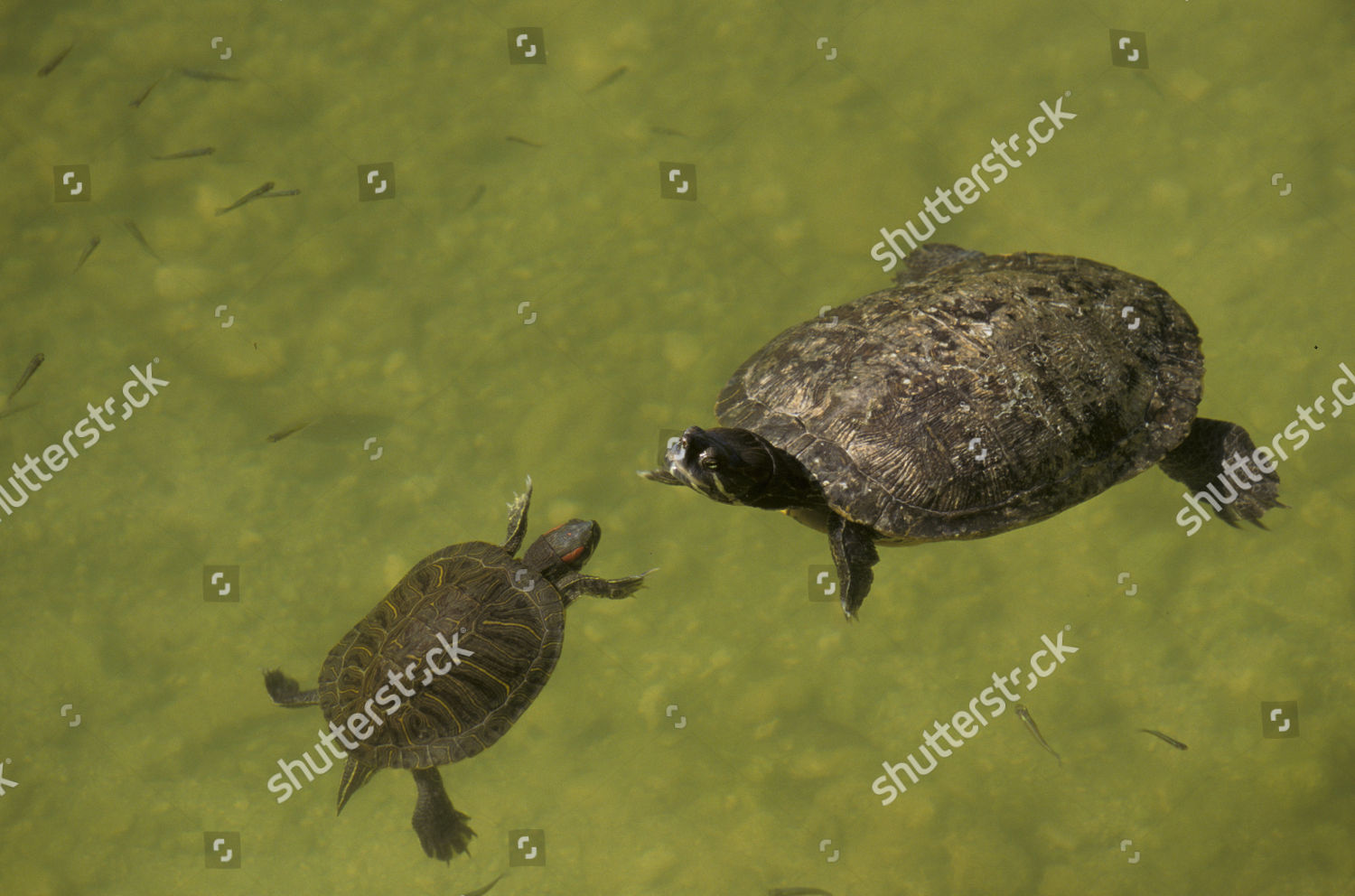 Redeared Turtle Chrysemys Scripta Elegans Florida Editorial Stock Photo ...